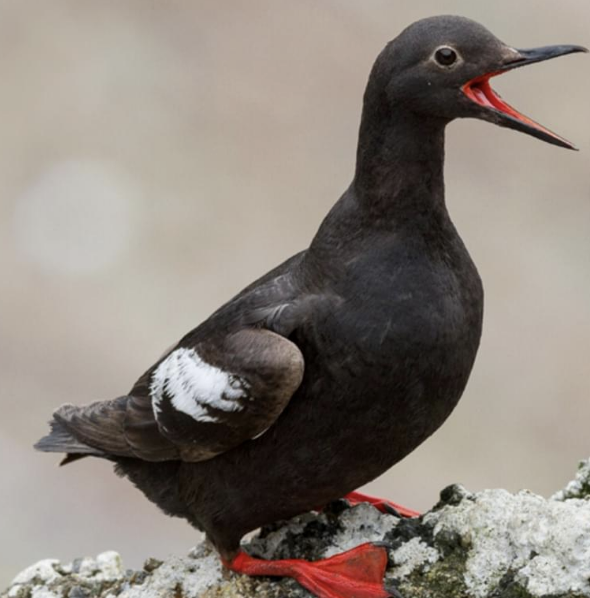 Alcatraz docent wants you to know there’s something special to see on ...