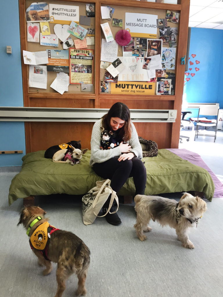 Muttville a place where seniors can find their late-in-life soulmates ...